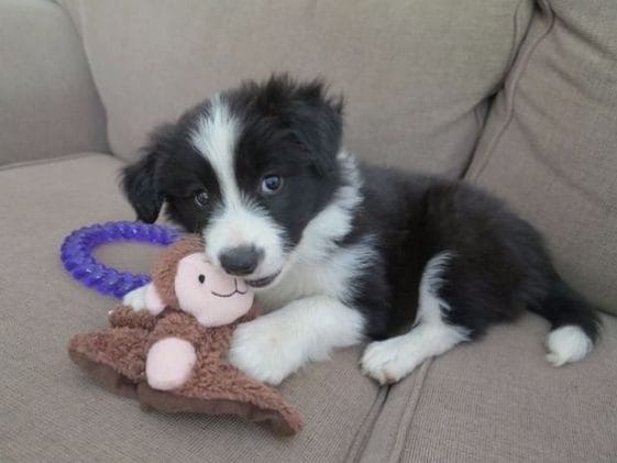 14 Funny Collies With Different Toys - PetPress