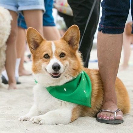 The 16 Happiest Corgis Will Make Your Day - PetPress