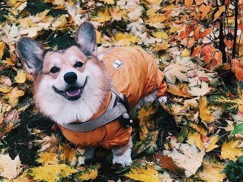 14 Funny Pictures Showing Typical Days of Corgis - PetPress