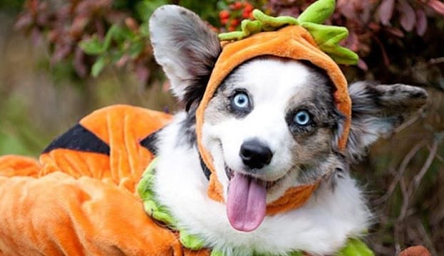 16 Perfect Halloween Costumes For Your Corgi - PetPress