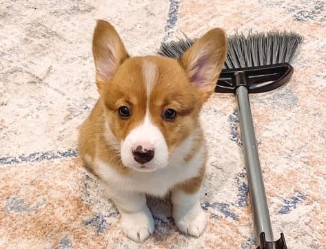14 Photos Confirming That Corgi Puppies Are The Most Beautiful - PetPress