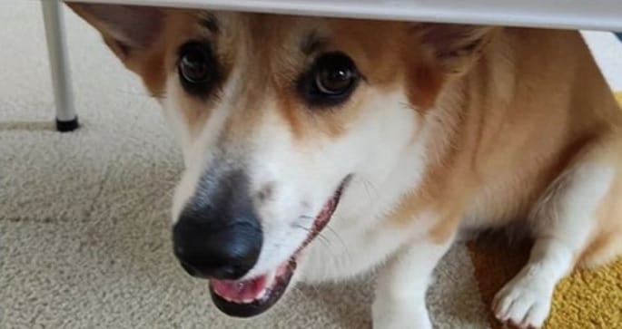 14 Funny Corgi Pictures That Will Make Your Day! - PetPress