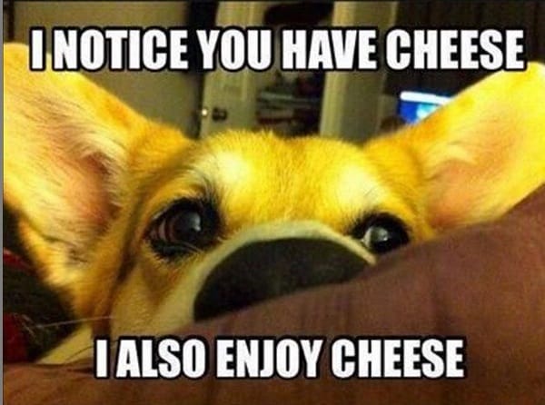 14 Funny Corgi Memes That Will Make Your Day Brighter! - PetPress