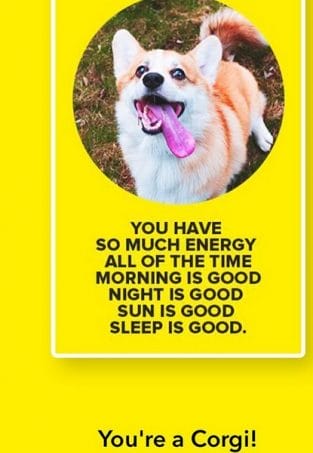 14 Funny Corgi Memes That Will Make You Smile! - PetPress