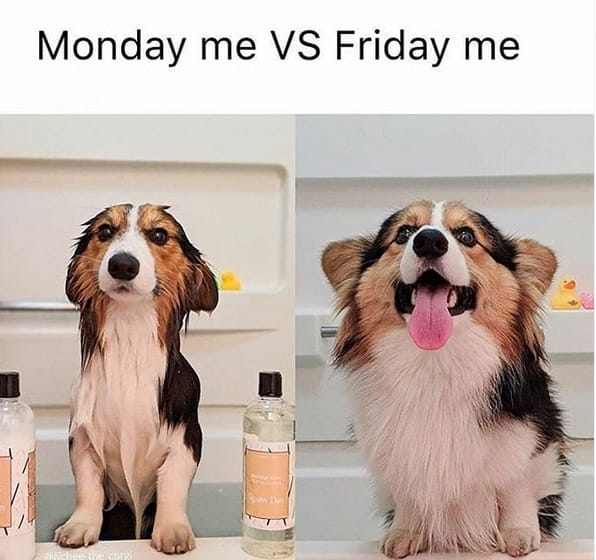 14 Funny Corgi Memes That Will Make You Smile! - PetPress