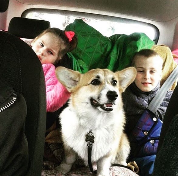 14 Professions Corgis Could Master If They Are Human Being - PetPress