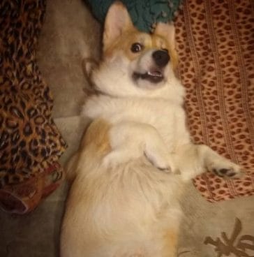 14 Funny Pictures Showing the True Temperament of Corgi - PetPress