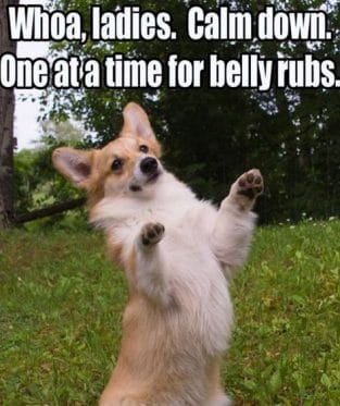 14 Funny Corgi Memes That Will Make Your Day Brighter! - PetPress