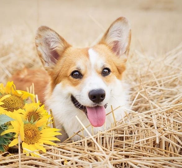 14 Cute Pictures Proving That Corgis are True Flower Lovers - PetPress