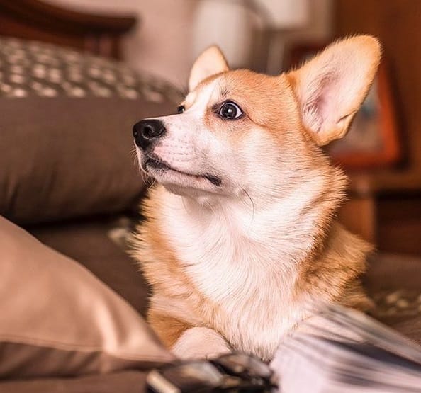 14 Adorable Expressions Every Corgi Parent Will Instantly Recognise ...