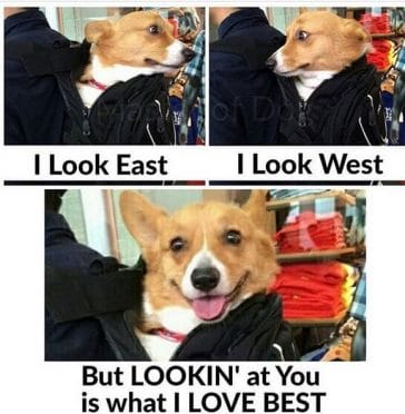 14 Funny Corgi Memes That Will Make Your Day! - PetPress