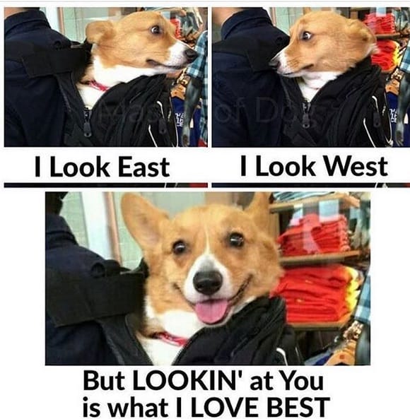 14 Funny Corgi Memes That Will Make Your Day! - PetPress