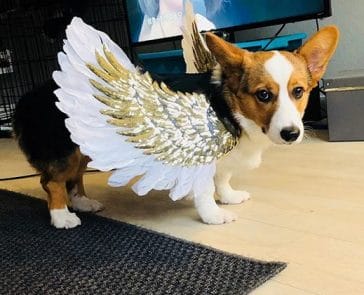 14 Halloween Costume Ideas for Corgis - PetPress
