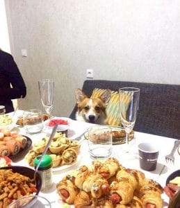 14 Adorable Expressions Every Corgi Parent Will Instantly Recognise ...