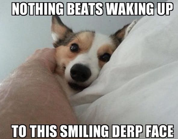 14 Funny Corgi Memes That Will Make Your Day Brighter! - PetPress