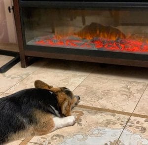 14 Cute Pictures of Corgis Sleeping in Hilarious Positions - PetPress