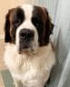 14 Huge Facts About Massive Saint Bernards - PetPress