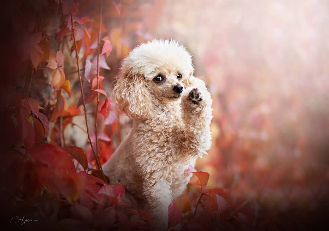 15 Delectable Facts About Fluffy Poodles - PetPress