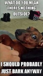 14 Funniest Dachshund Memes - PetPress