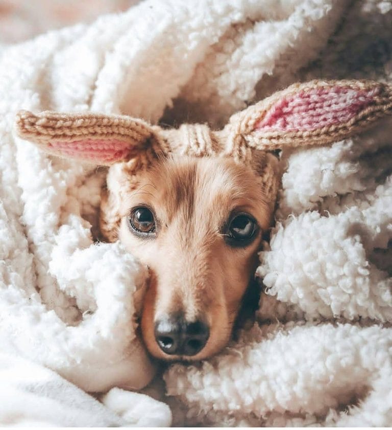 14 Pictures Proving That Dachshund Is The Cutest Dog In The World ...