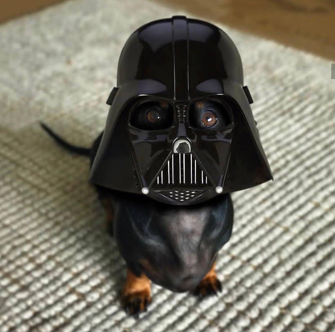 14 Pictures Proving That Dachshund Is The Cutest Dog In The World ...