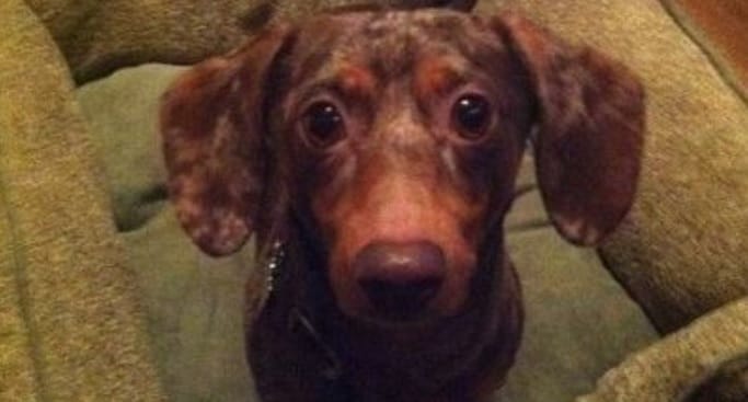 14 Funniest Dachshund Memes - PetPress