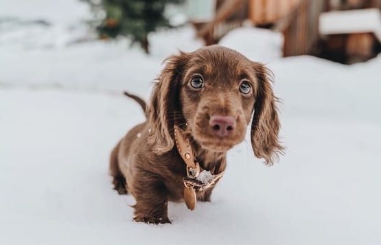 14 Dachshunds Who Just Had The Cutest Snow Day Ever - PetPress