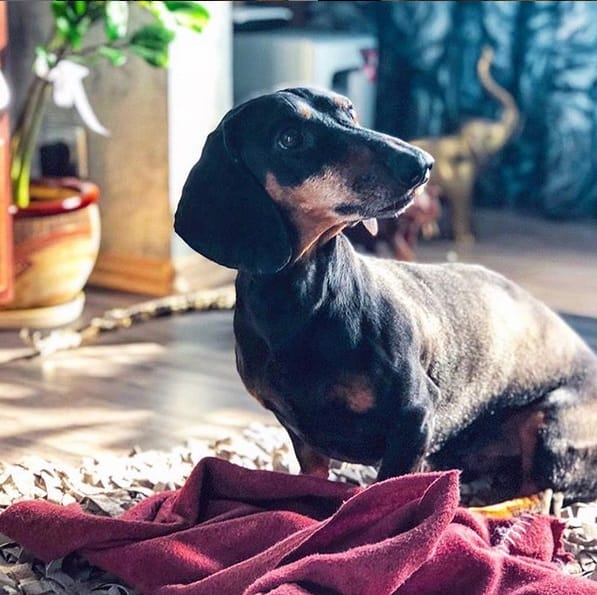 14 Funny Dachshund Pictures That Will Make You Smile - PetPress