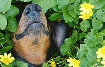 14 Funny Dachshund Pictures That Will Make You Smile - PetPress