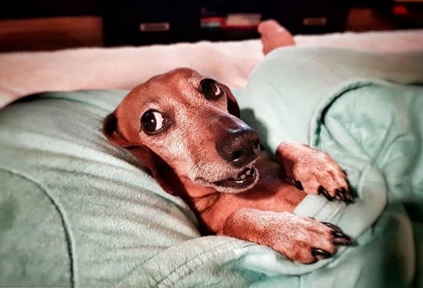 14 Funny Dachshund Pictures That Will Make You Smile - PetPress