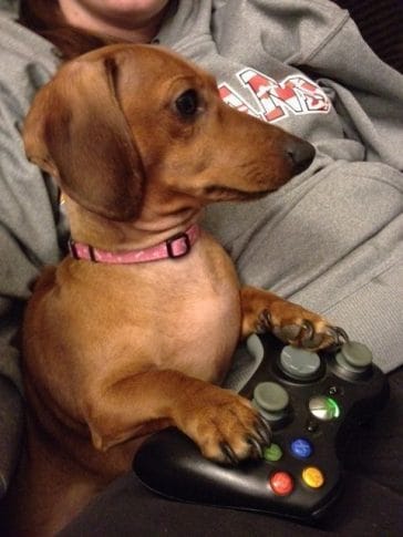 16 Reasons Why Dachshunds Are the Absolute Best Dogs - PetPress
