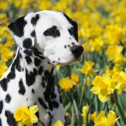 14 Pictures Of Dalmatians With The Flowers That Will Make You Happy ...