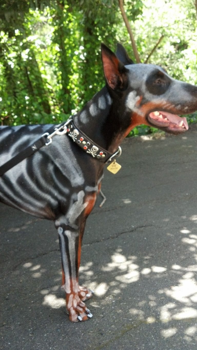 14 Amazing Halloween Costumes For Doberman Pinschers - Page 2 of 3 ...