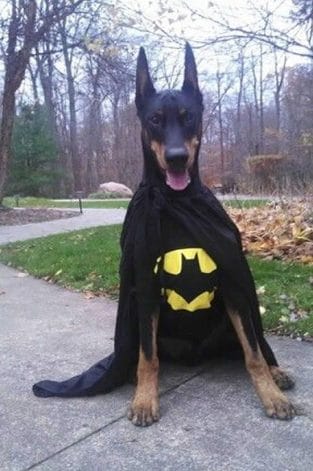 14 Amazing Halloween Costumes For Doberman Pinschers - Page 2 of 3 ...