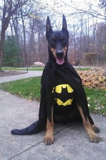 14 Amazing Halloween Costumes For Doberman Pinschers - Page 2 of 3 ...