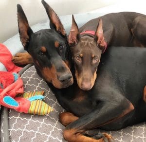 14 Funny Doberman Pinschers That Will Make Your Day! - PetPress