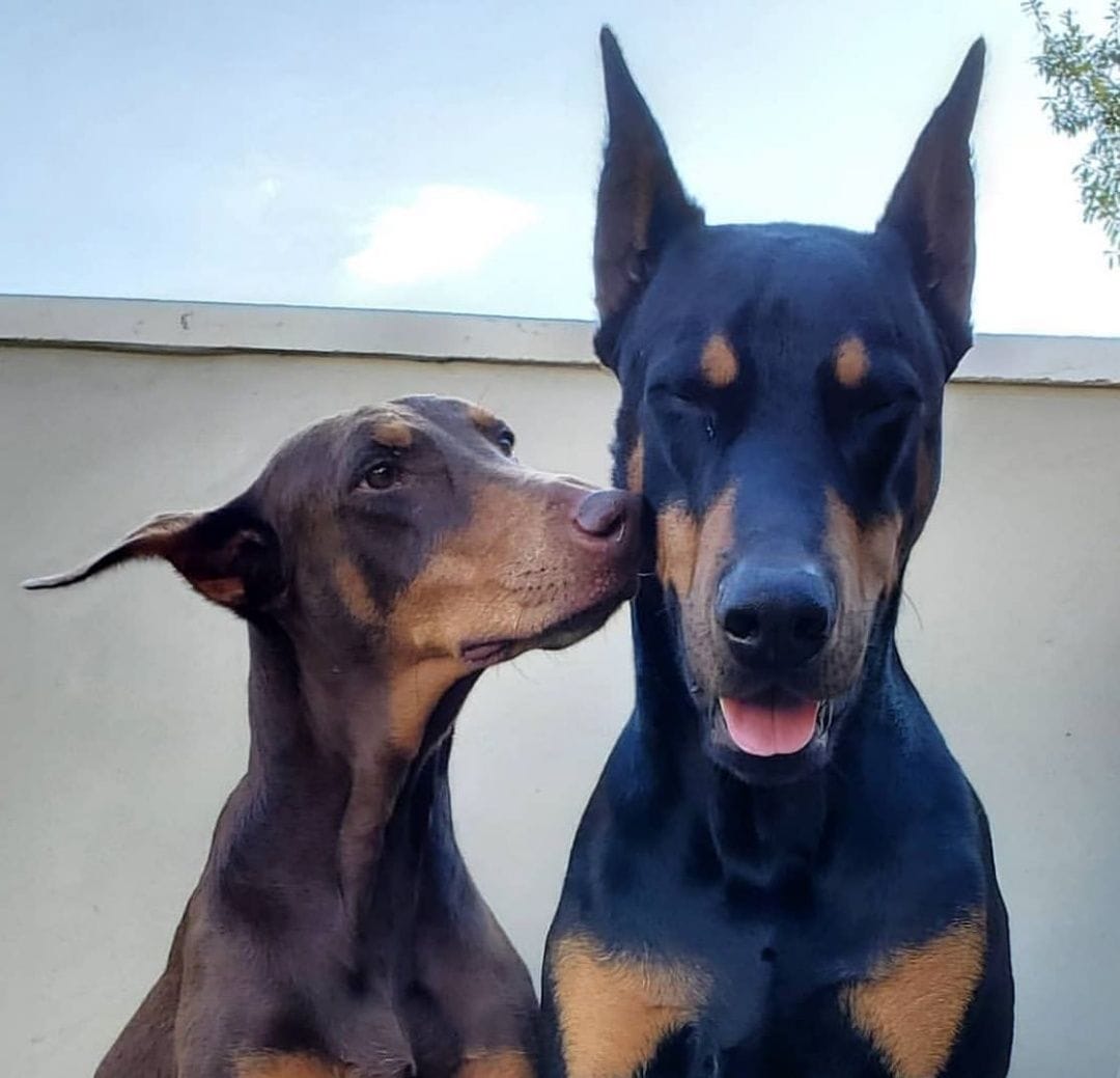 14 Funny Doberman Pinschers That Will Make Your Day! - PetPress