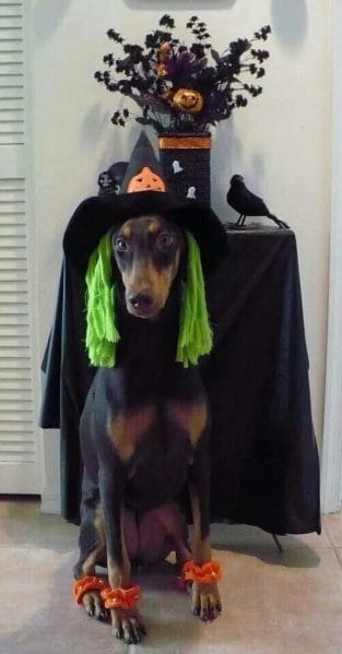 14 Amazing Halloween Costumes For Doberman Pinschers - PetPress