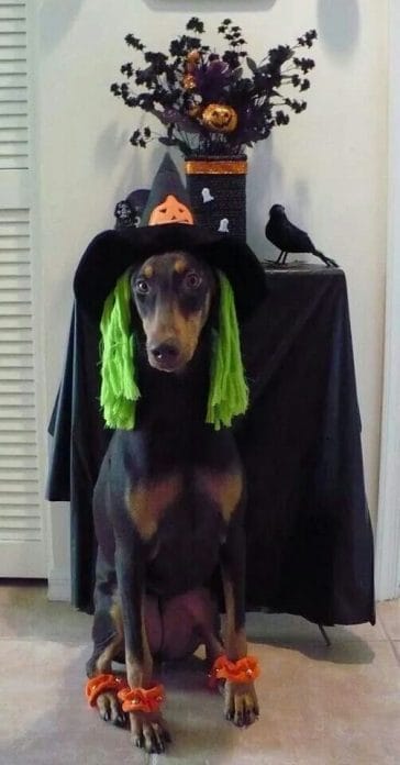 14 Amazing Halloween Costumes For Doberman Pinschers - PetPress