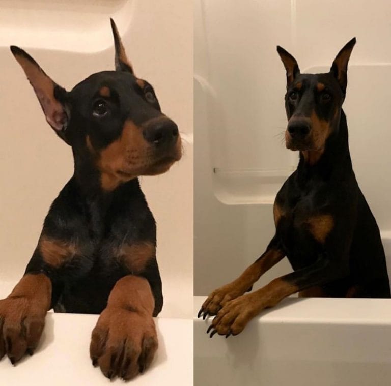 15 Hilarious Doberman Pinschers That Will Brighten Your Day - PetPress
