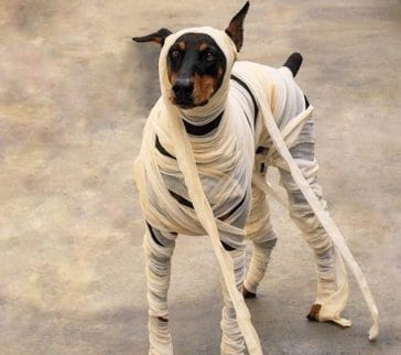 14 Amazing Halloween Costumes For Doberman Pinschers - Page 3 of 3 ...