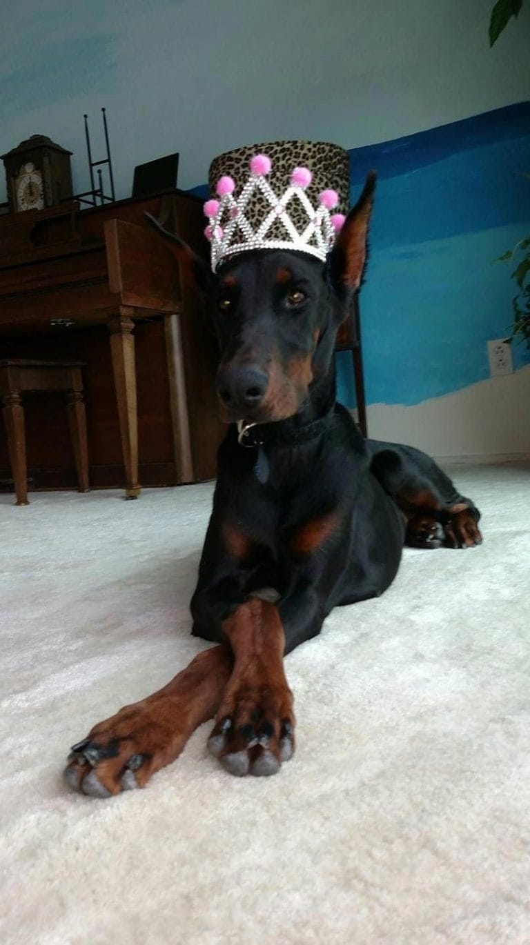 14 Amazing Halloween Costumes For Doberman Pinschers - Page 2 of 3 ...
