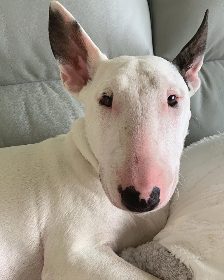 14 Strong Facts About Bull Terriers - PetPress