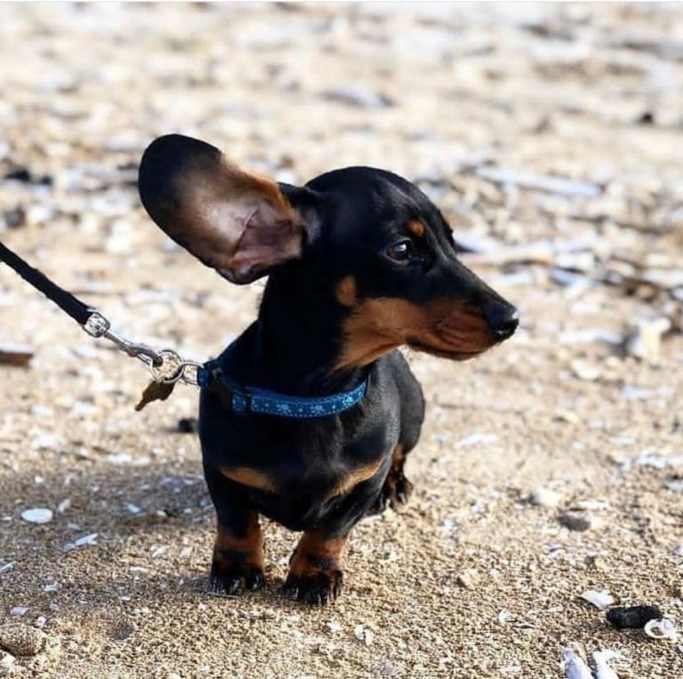 14 Cute Dachshunds That Will Make Your Heart Melt - PetPress