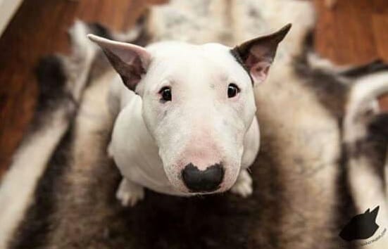 14 Reasons to Fall In Love With English Bull Terriers - PetPress