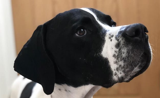 14 English Pointers Who Want to See Your Smile - PetPress