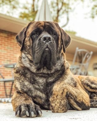 14 Huge Facts About Wonderful English Mastiffs - PetPress