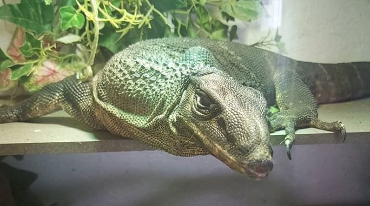 10 Exotic Animals That Are Allowed as Pets in California - PetPress