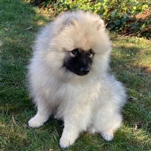 14 Adorable Facts About Fluffy Bears - Keeshonds - PetPress