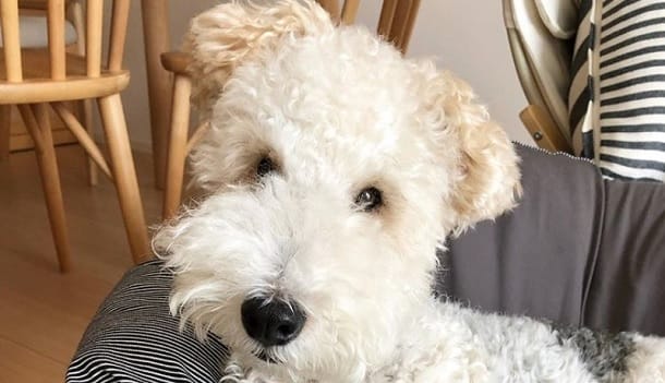 14 Cool Facts About Fox Terriers - PetPress